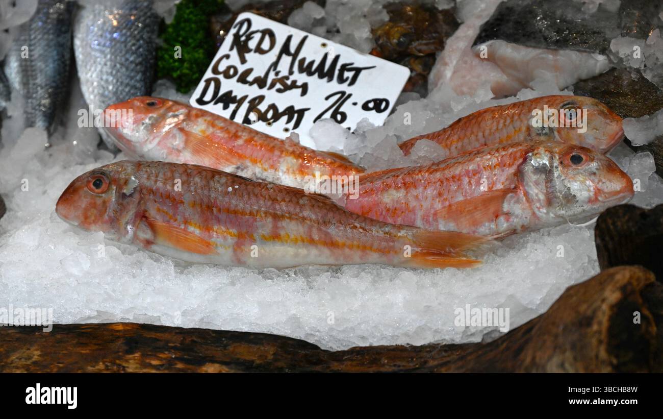 LONDON, UK - MAY 17, 2025: Fresh raw Red Mullet fish on a fishmongers ...