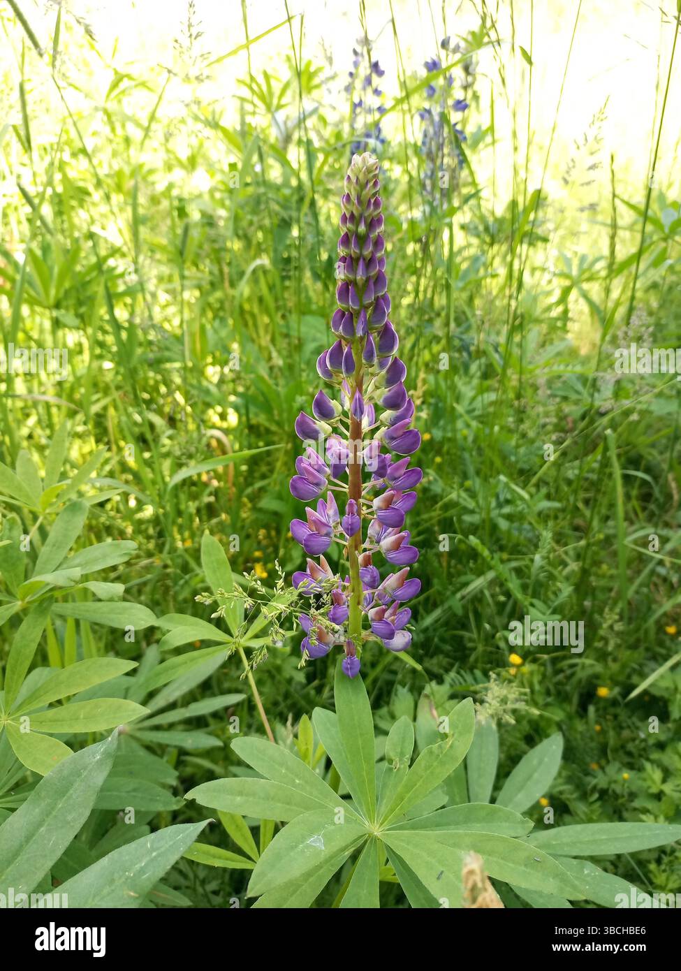 Purple lupine flower blooming in green grass Stock Photo - Alamy