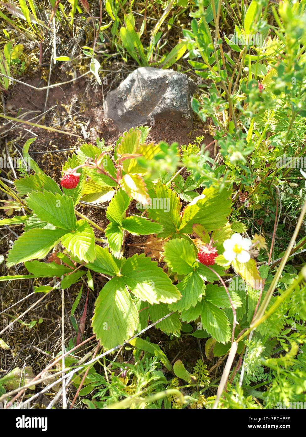 Wild strawberries growing in green grass Stock Photo - Alamy