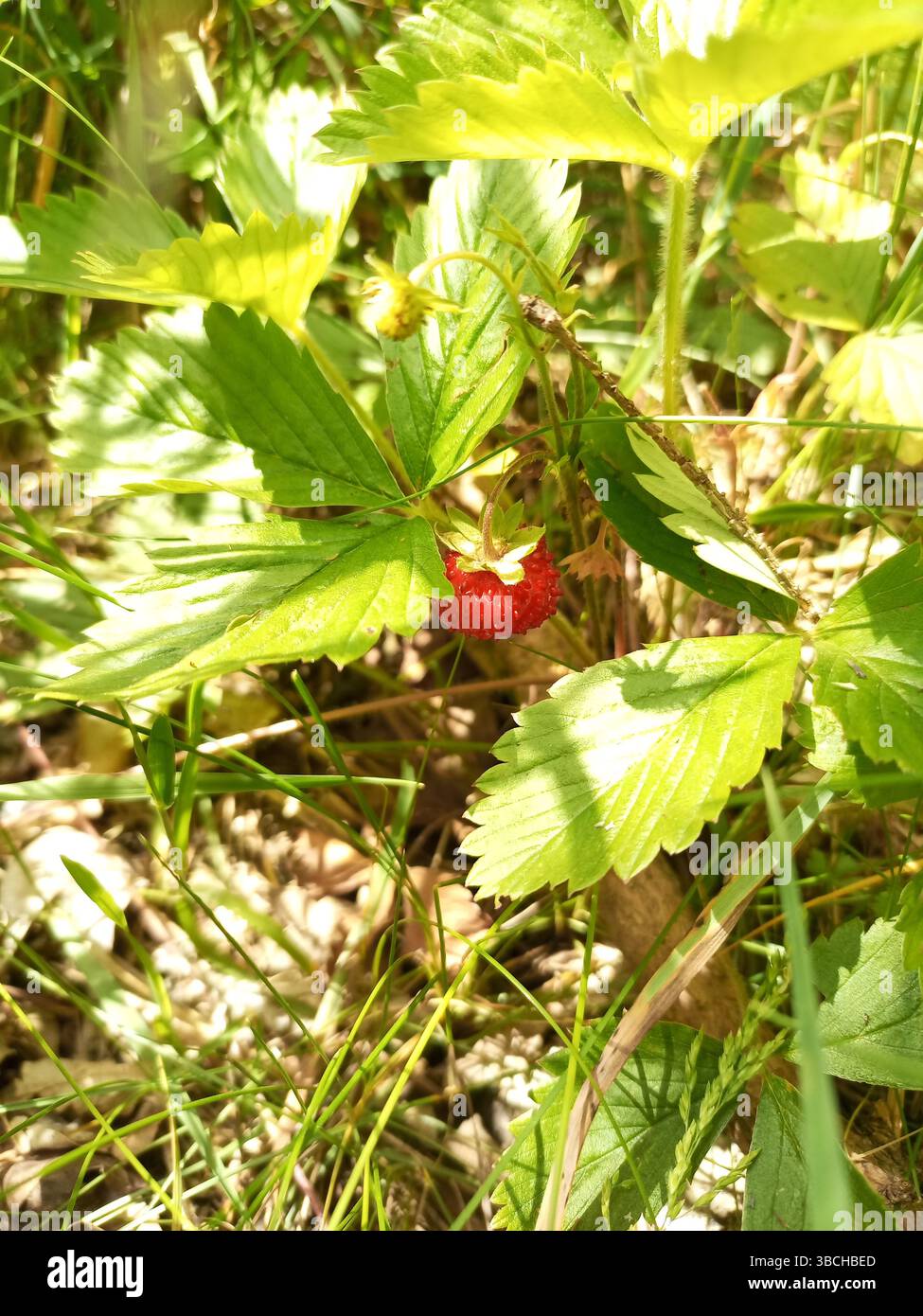 Strawberries harvest close up hi-res stock photography and images - Alamy