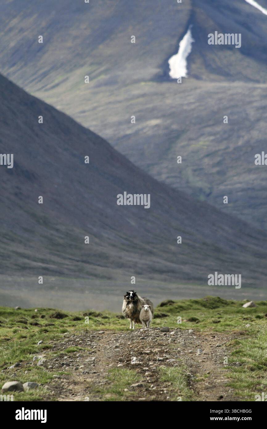 Questioning look from sheep couple in highlands Stock Photo - Alamy