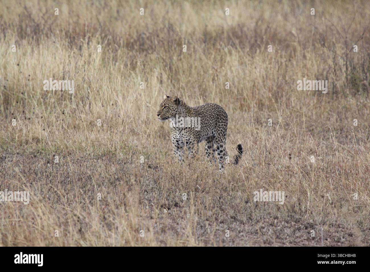 Predator cheetah stalking in savannah Stock Photo - Alamy