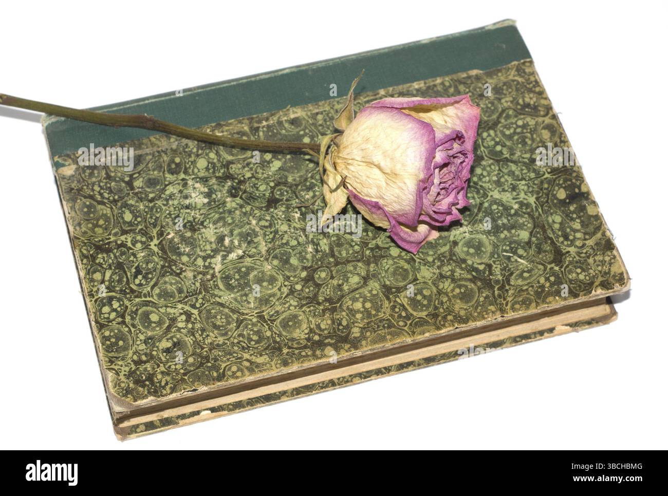 Green flowering plant Cut Out Stock Images & Pictures - Alamy