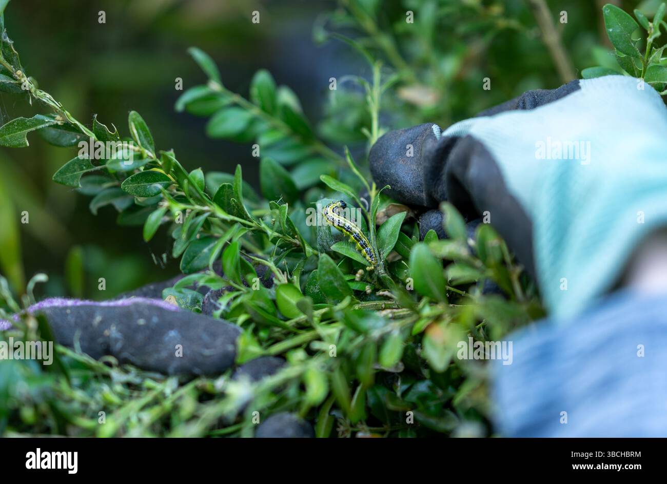 Removing the box tree borer from a infested hedge Stock Photo - Alamy