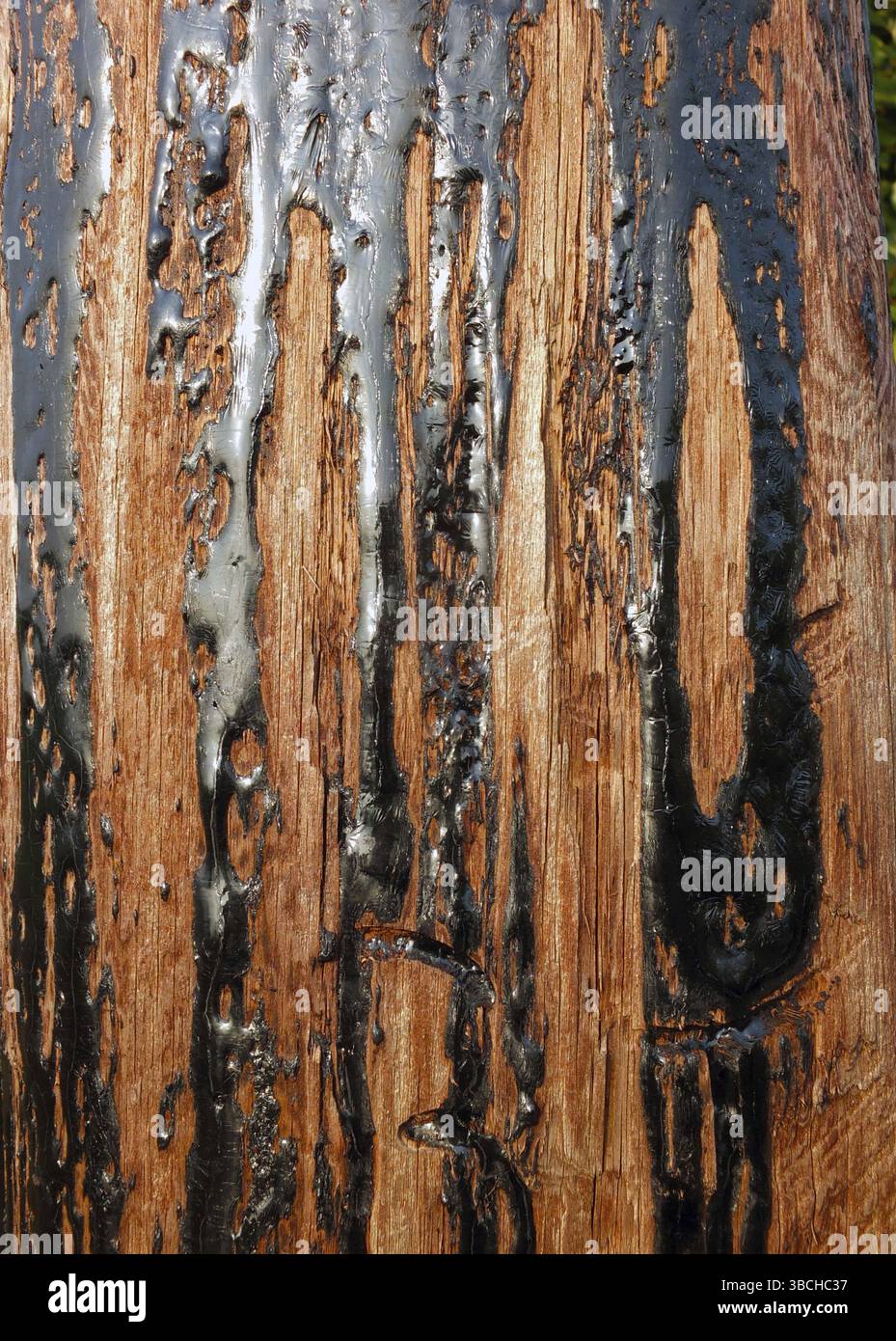 Old brown cracked wood with a black tar coating melting and running ...