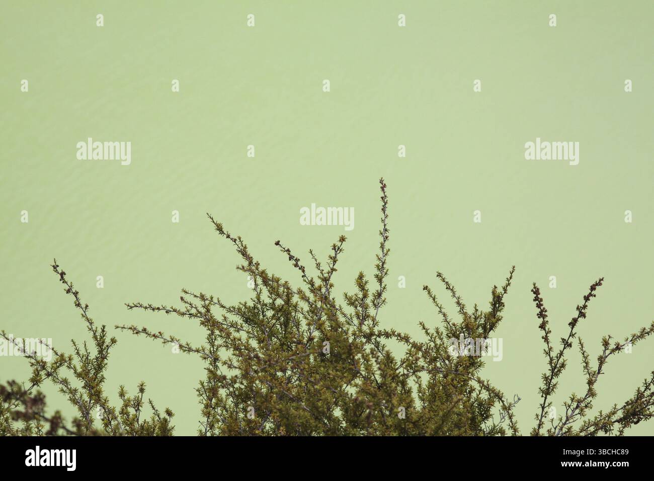 Poisonous green water in bird's eye view as background for text Stock ...