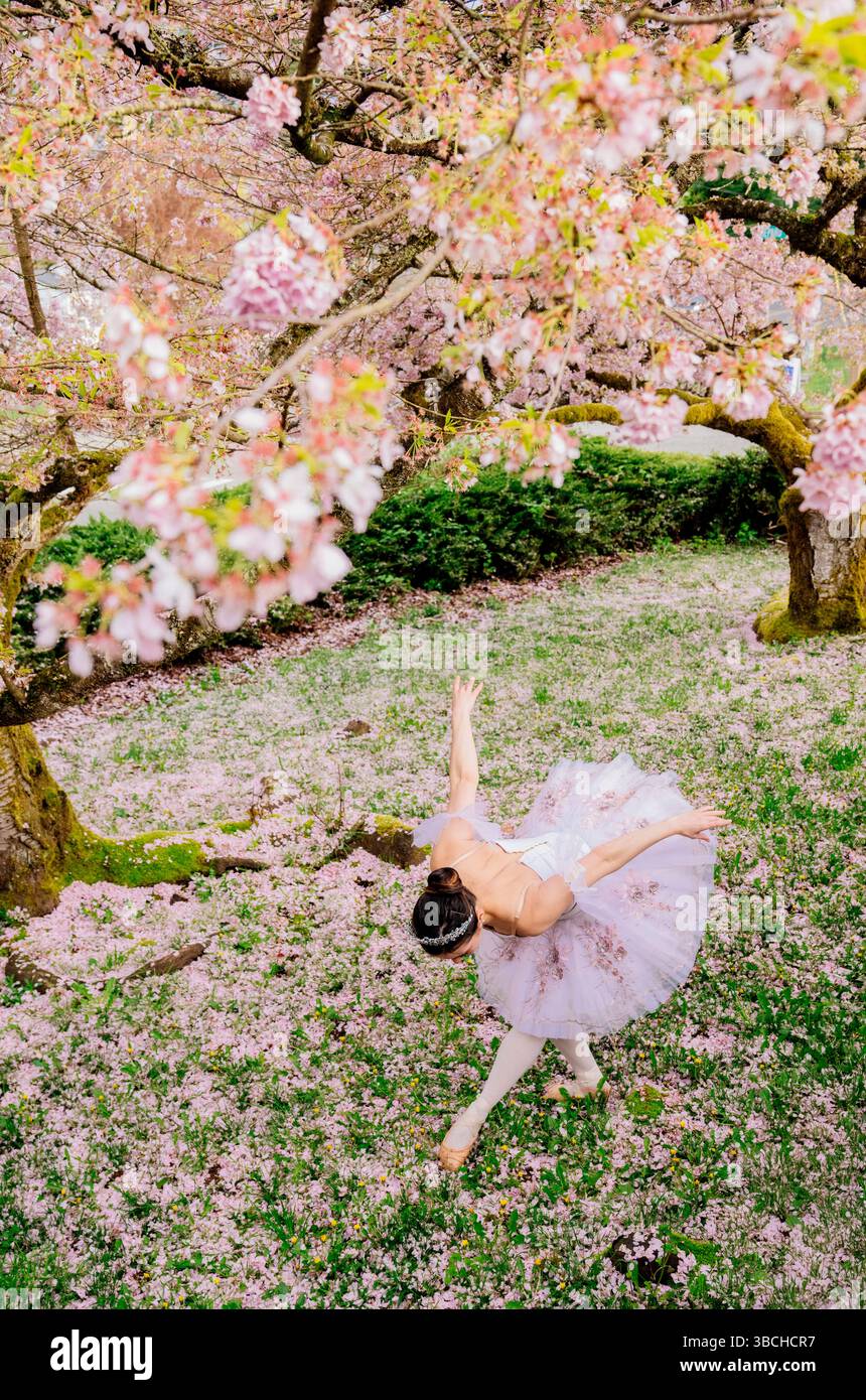 Ballerina dancing gracefully under a blossoming cherry blossom tree in ...