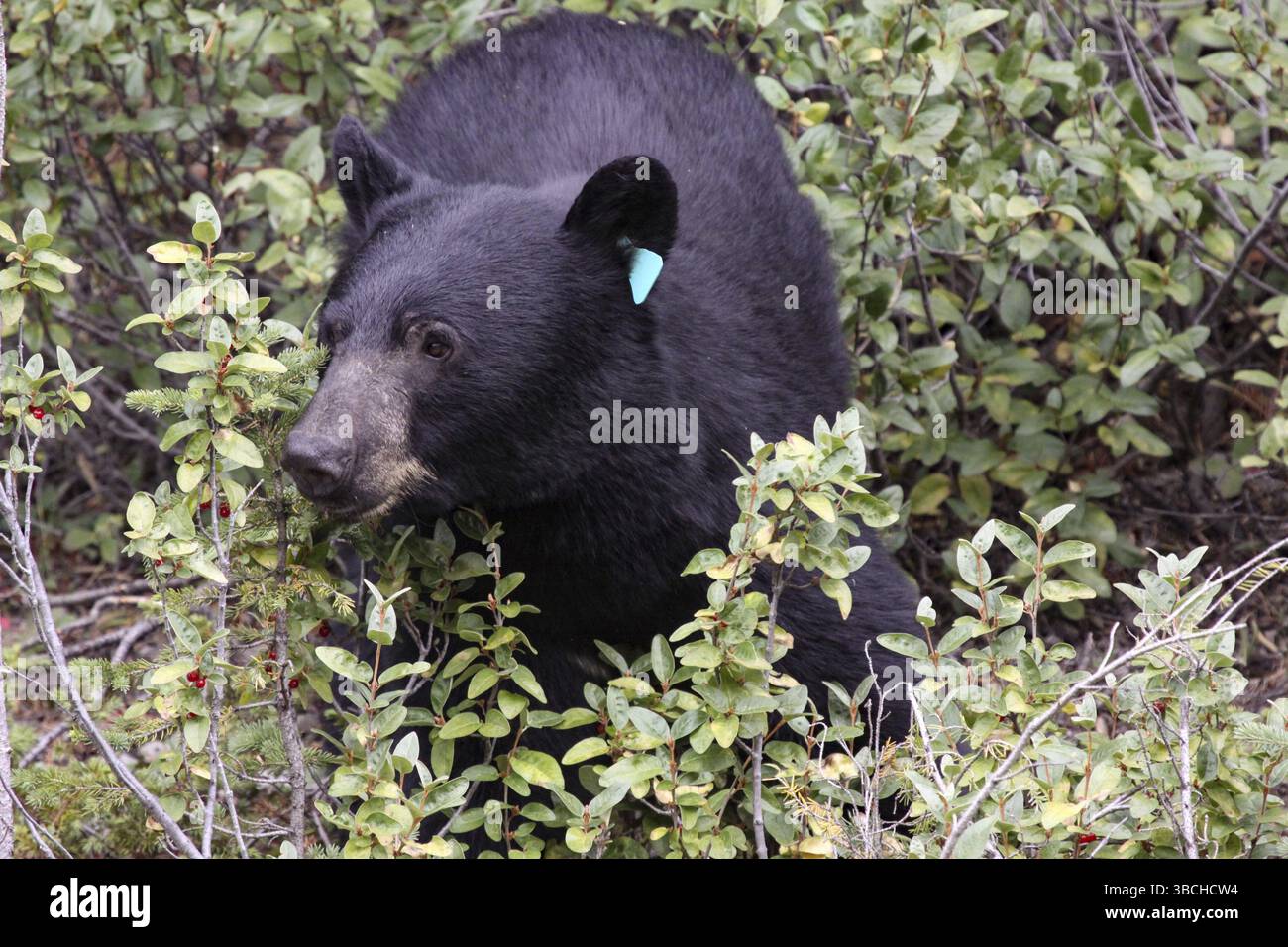 American Black Bear marked with tag in ear Stock Photo - Alamy
