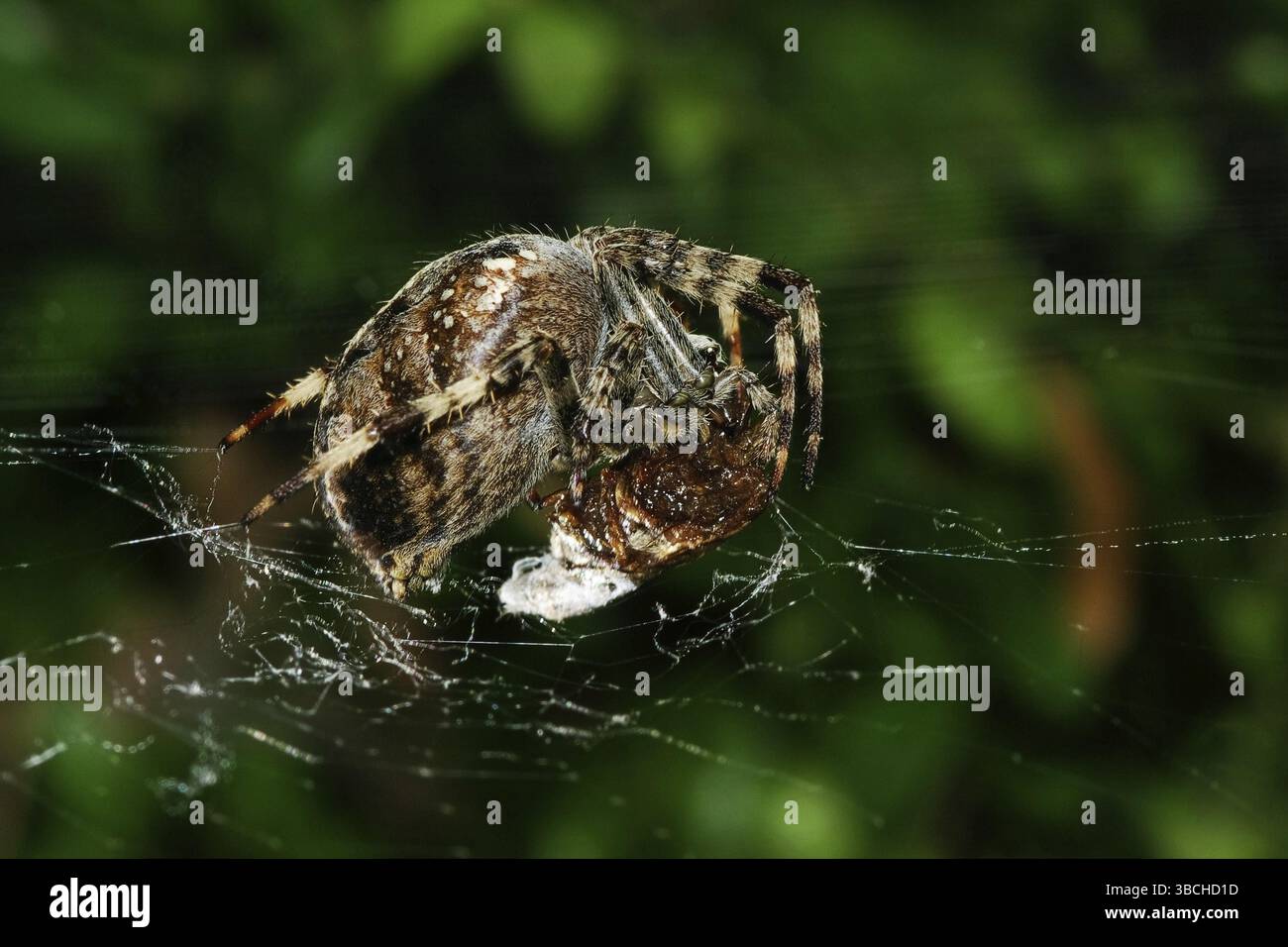 Cross spider with captured fly Stock Photo - Alamy