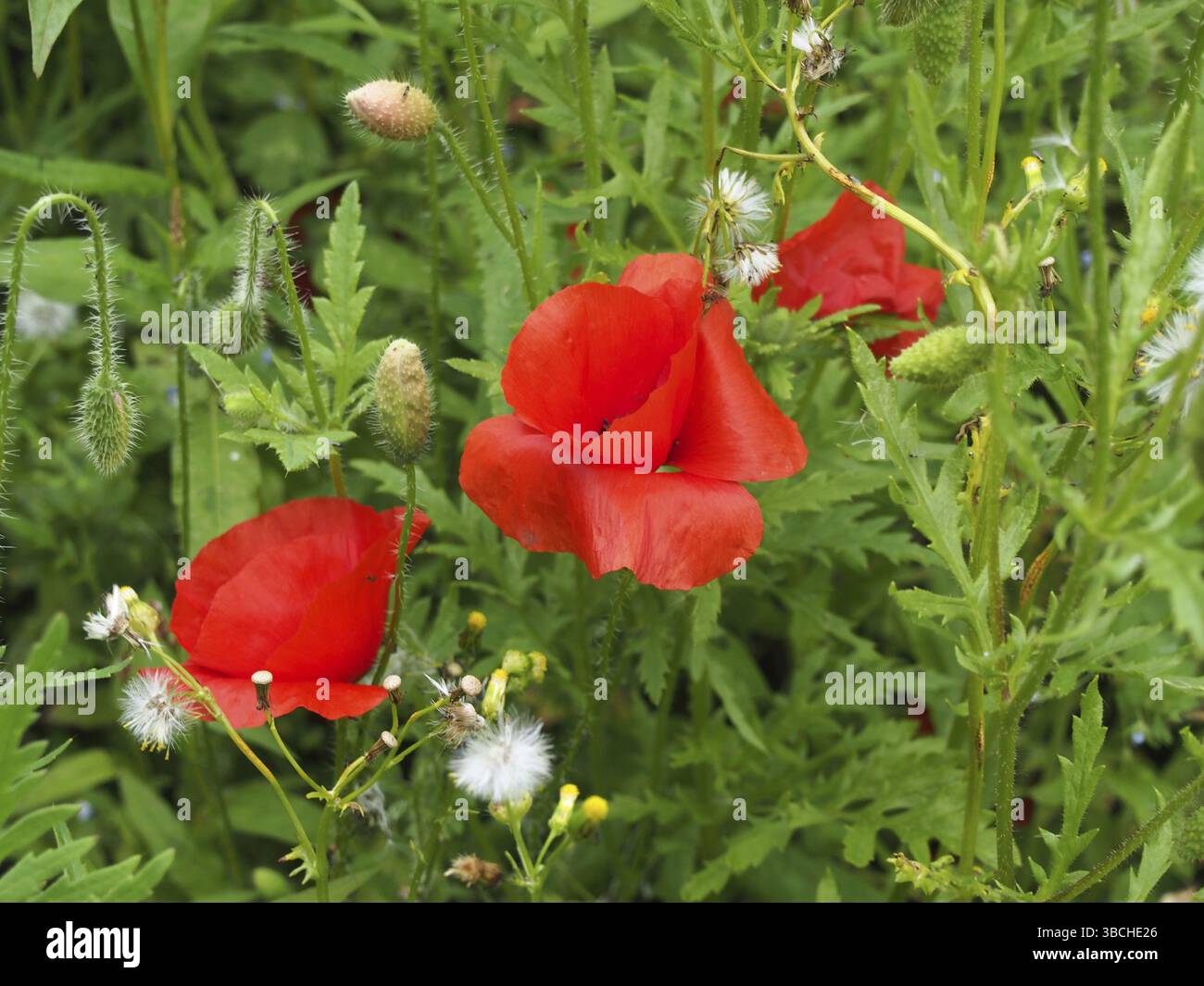 Bright red common corn flowers with buds in a summer meadow background ...