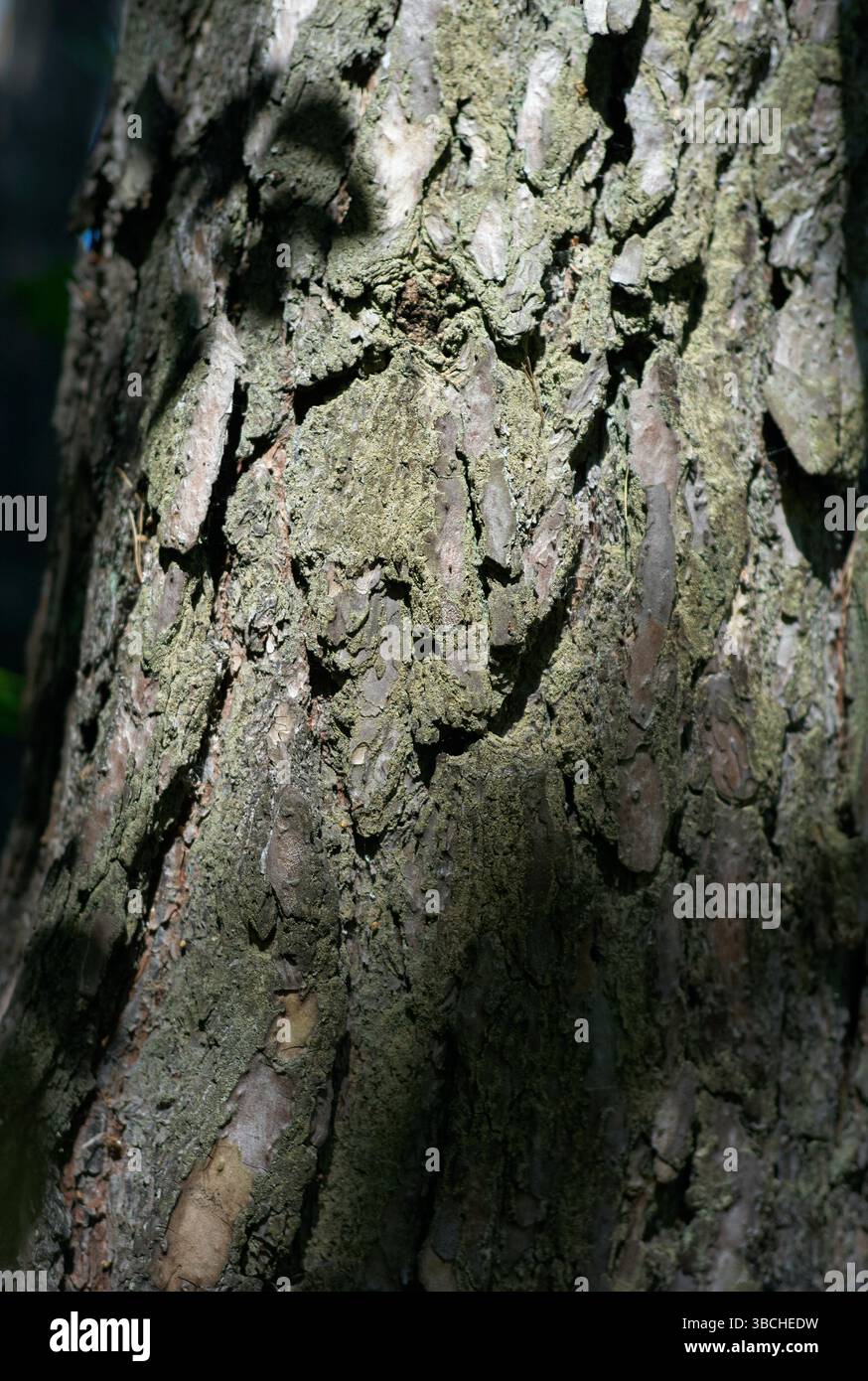 Sunlit tree bark with intricate texture and variations in color and ...