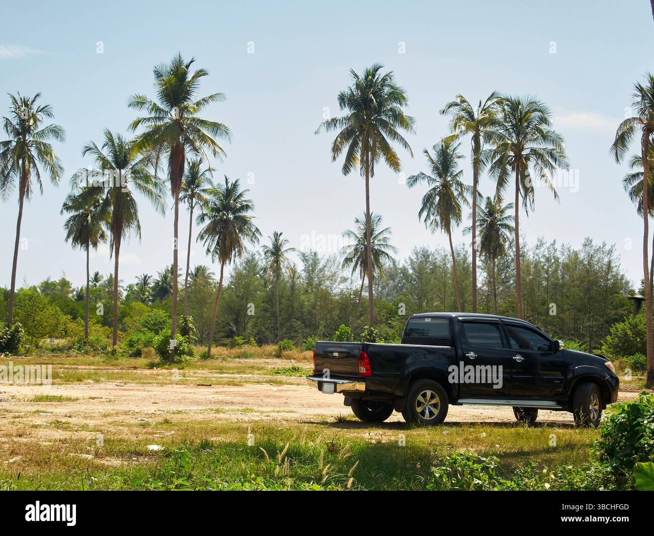 Black pickup truck parked in a sunny, tropical field with tall palm ...