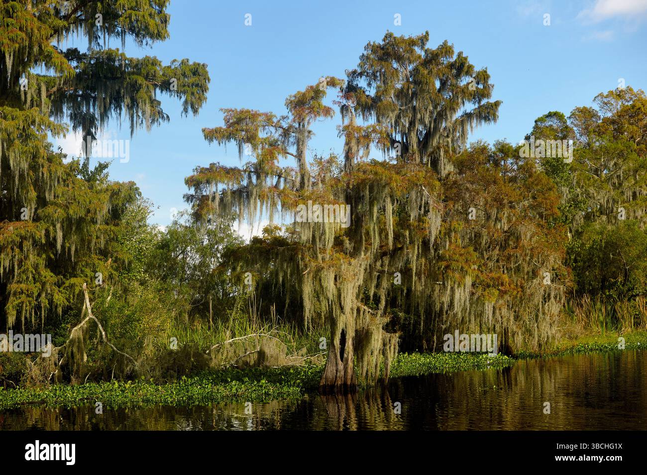 Scenic view of a lush swamp with moss-covered trees and a calm waterway ...