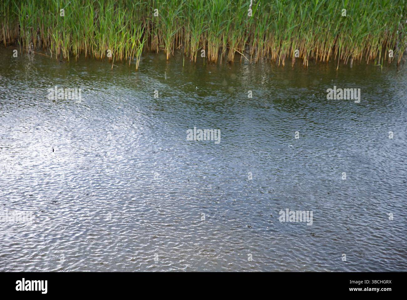 Raindrops falling on water surface, creating circular ripples Stock ...