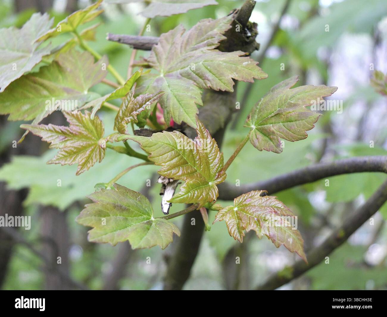 A close up of bright green budding new sycamore leaves bursting from a ...