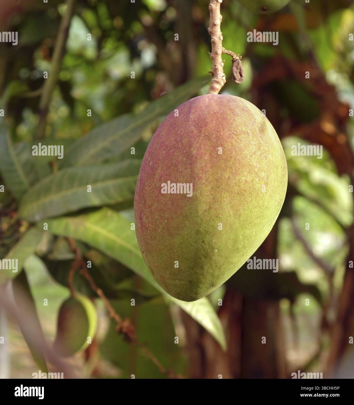 A semi ripe mango fruit of the Irwin cultivar hangs from a tree Stock ...