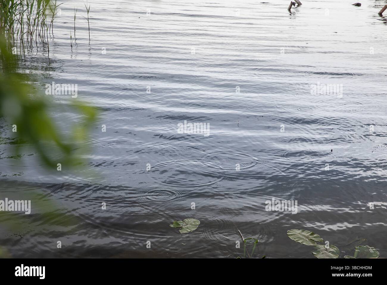 Raindrops falling on water surface, creating circular ripples Stock ...