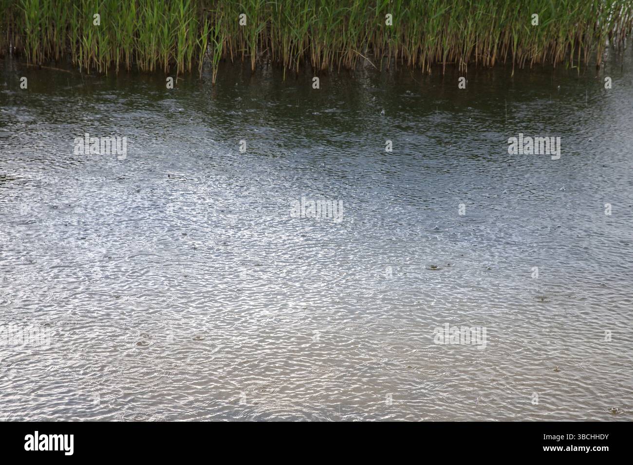 Raindrops falling on water surface, creating circular ripples Stock ...