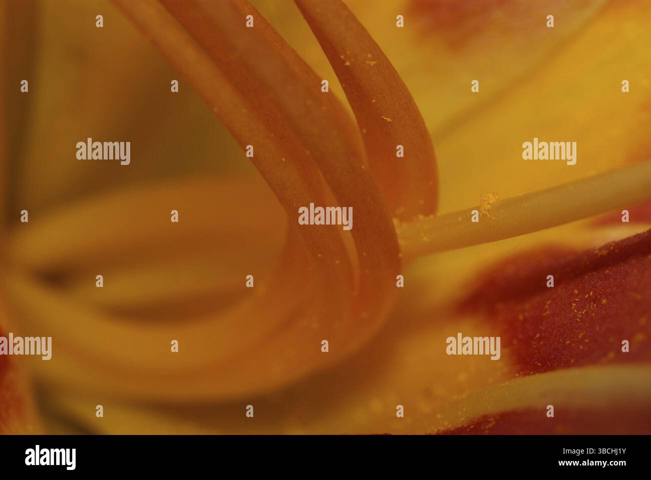 Flower base of a daylily Stock Photo - Alamy