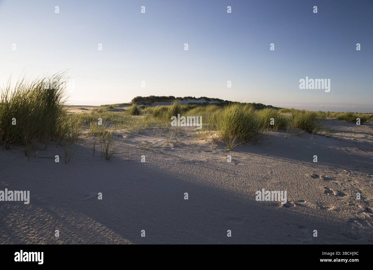 The photo shows a dune landscape in the evening on the North Sea coast ...