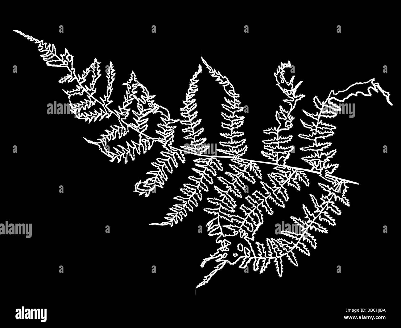 A white outline silhouette of a fern on a black background Stock Photo ...
