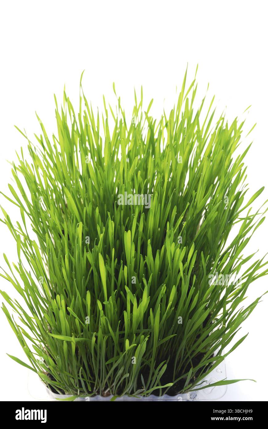 Green young sprouts of wheat with tears of dew Stock Photo - Alamy