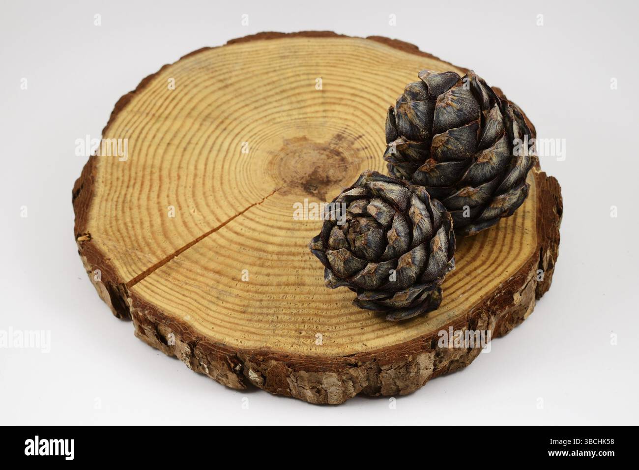 Wooden circle with a split cut of the log and two pine cones, white ...