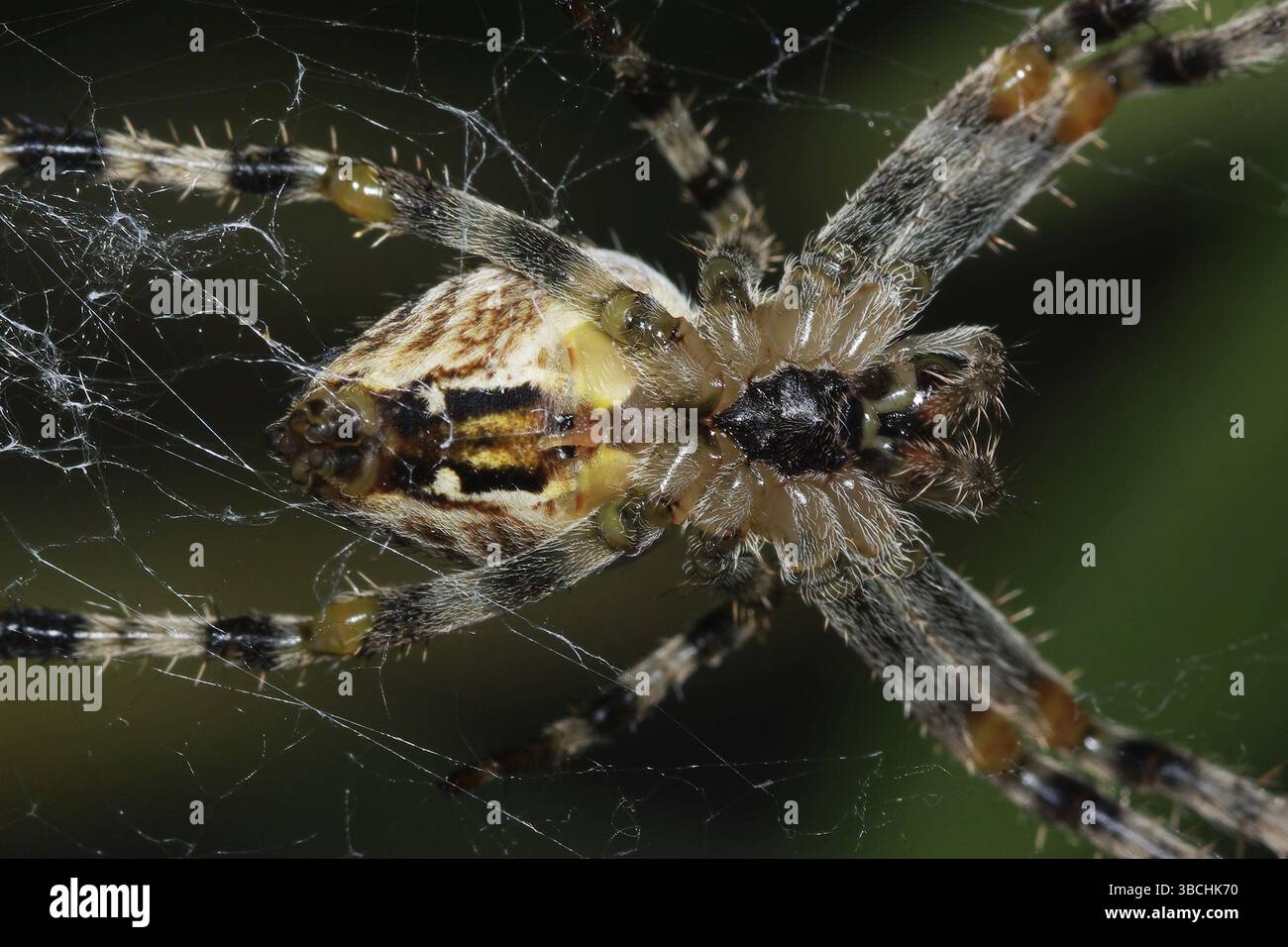 Bottom view of a cross spider Stock Photo - Alamy