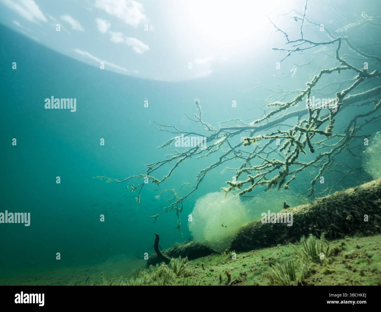 Algae sunken tree branches hi-res stock photography and images - Alamy