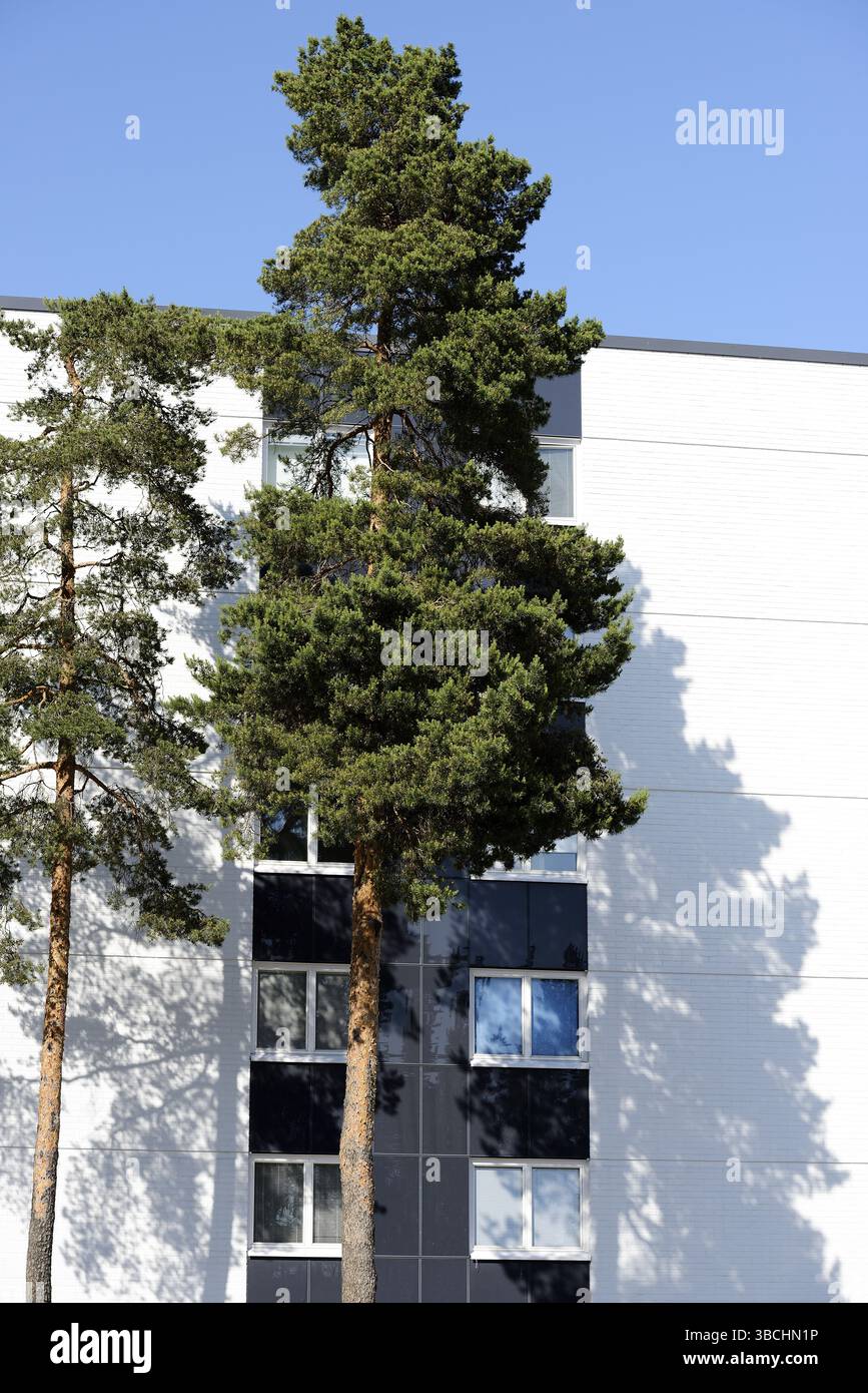Two pine trees next to a residential apartment building Stock Photo - Alamy