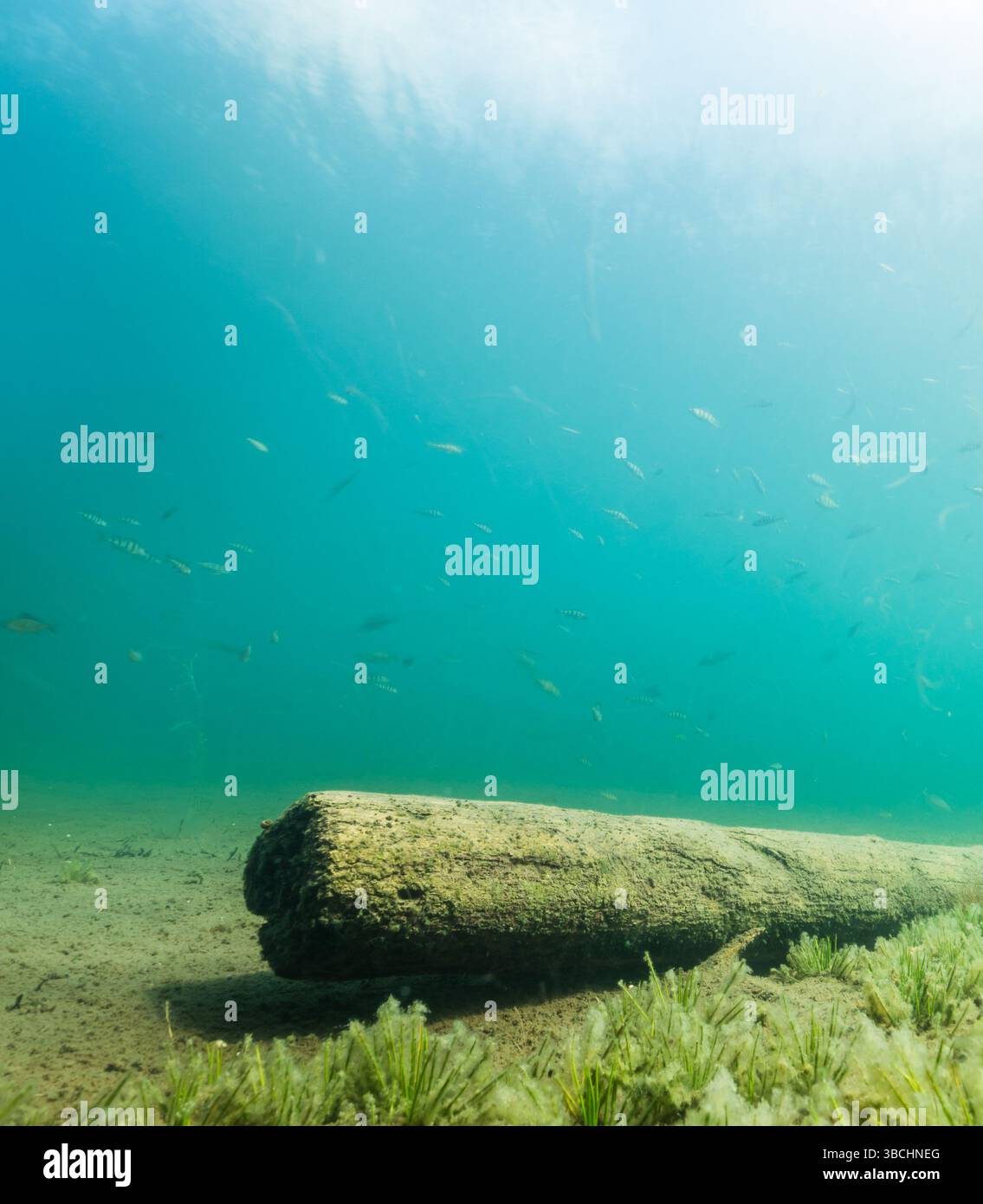 Tree trunk on lake bottom Stock Photo - Alamy