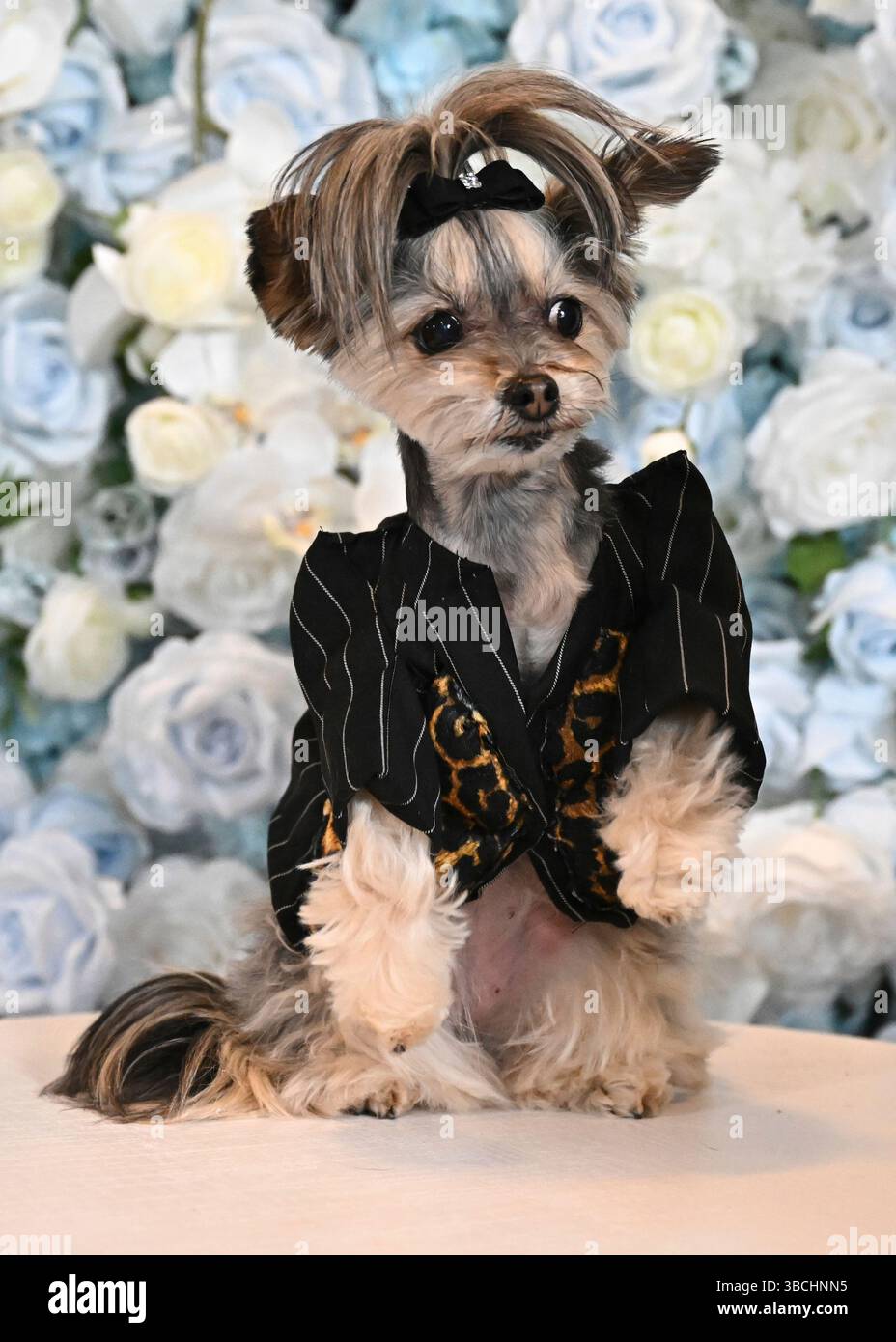 Photo by: NDZ/STAR MAX/IPx 2025 5/19/25 Liv, a Morkie, dressed as Doja ...