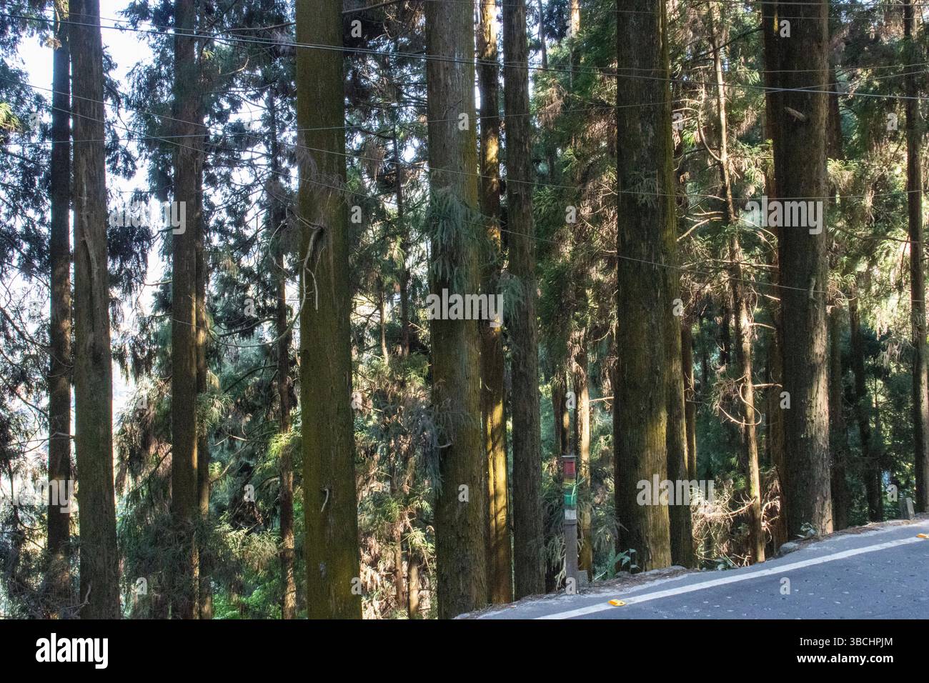 Typical pine trees with light and shadow in Darjeeling, India Stock ...