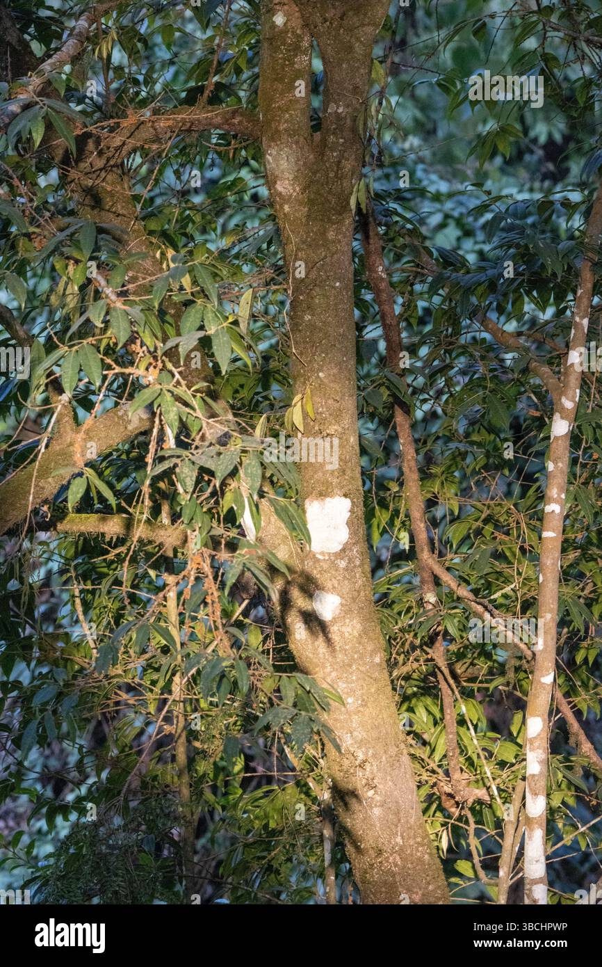 typical trees and wooded hills in Darjeeling, India Stock Photo - Alamy