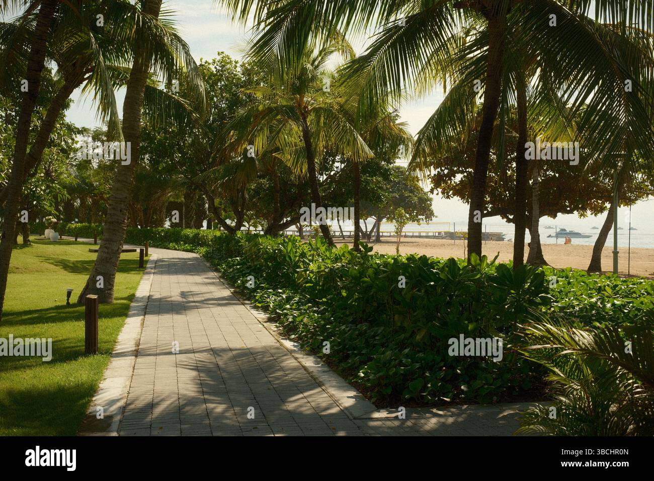 Lush tropical pathway lined hi-res stock photography and images - Alamy