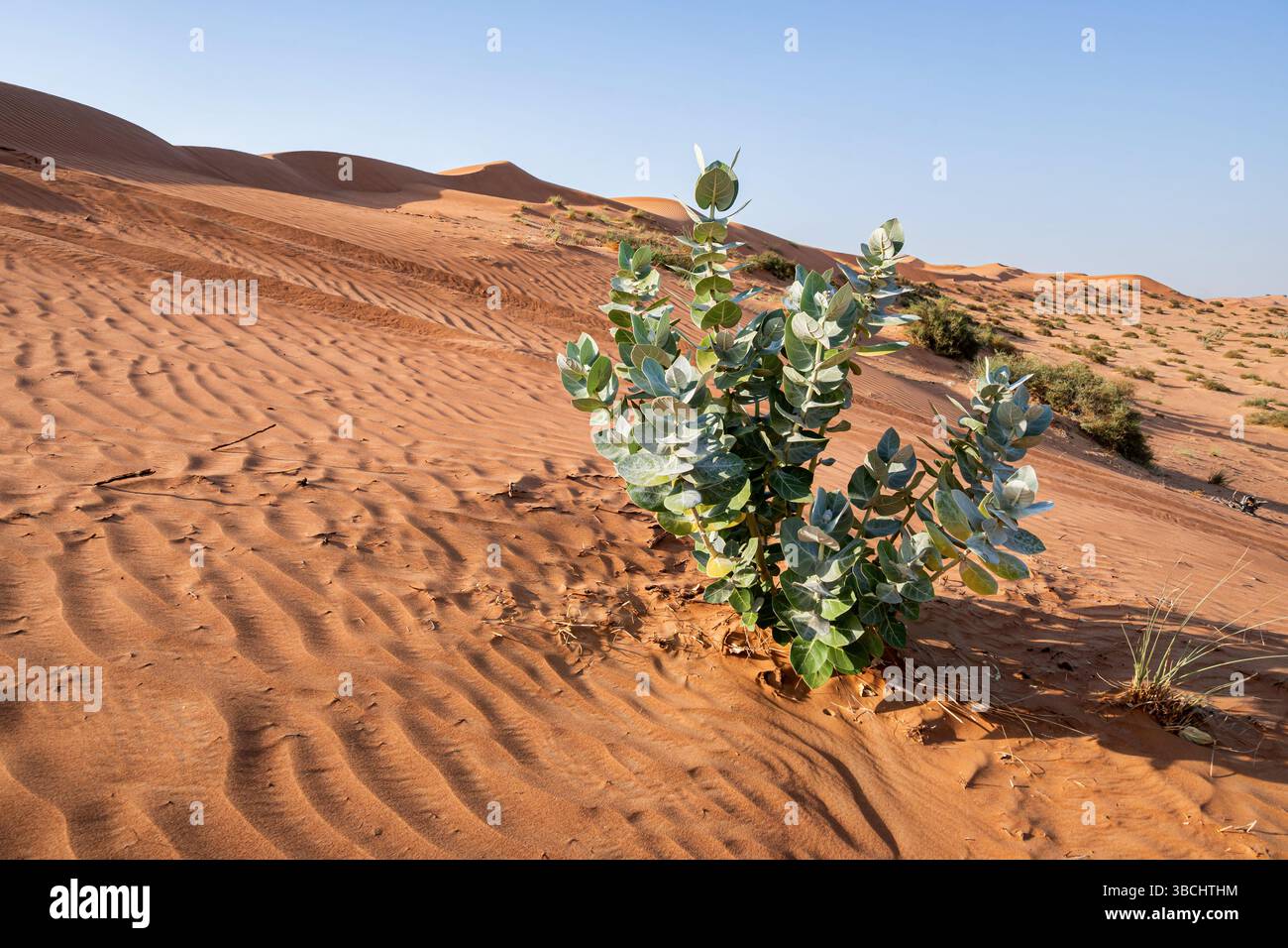 Wrinkled yellow surface of desert with growing green bush, UAE, Ras al ...