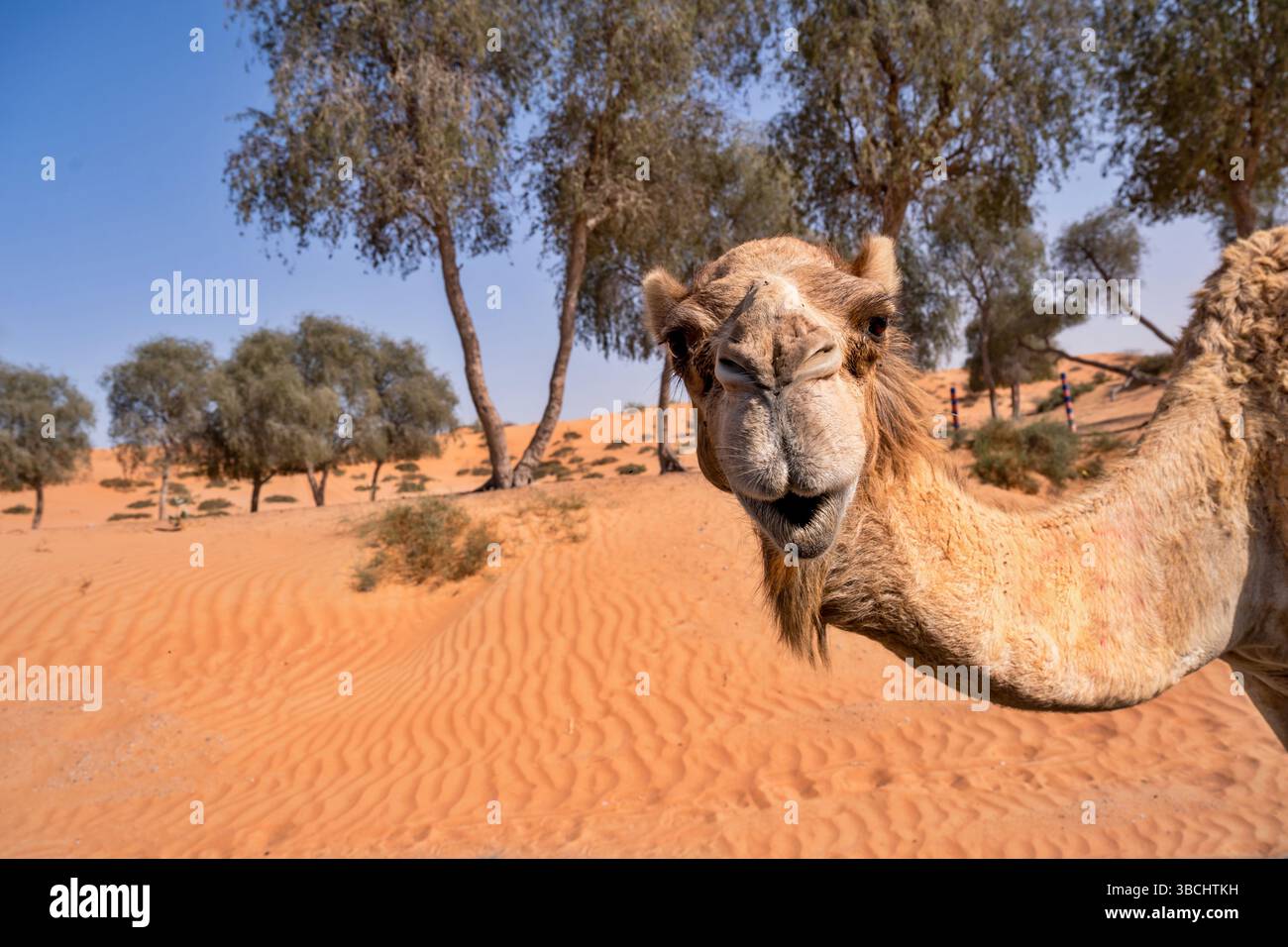 Camel stares at photographer with funny expression, desert in Ras al ...