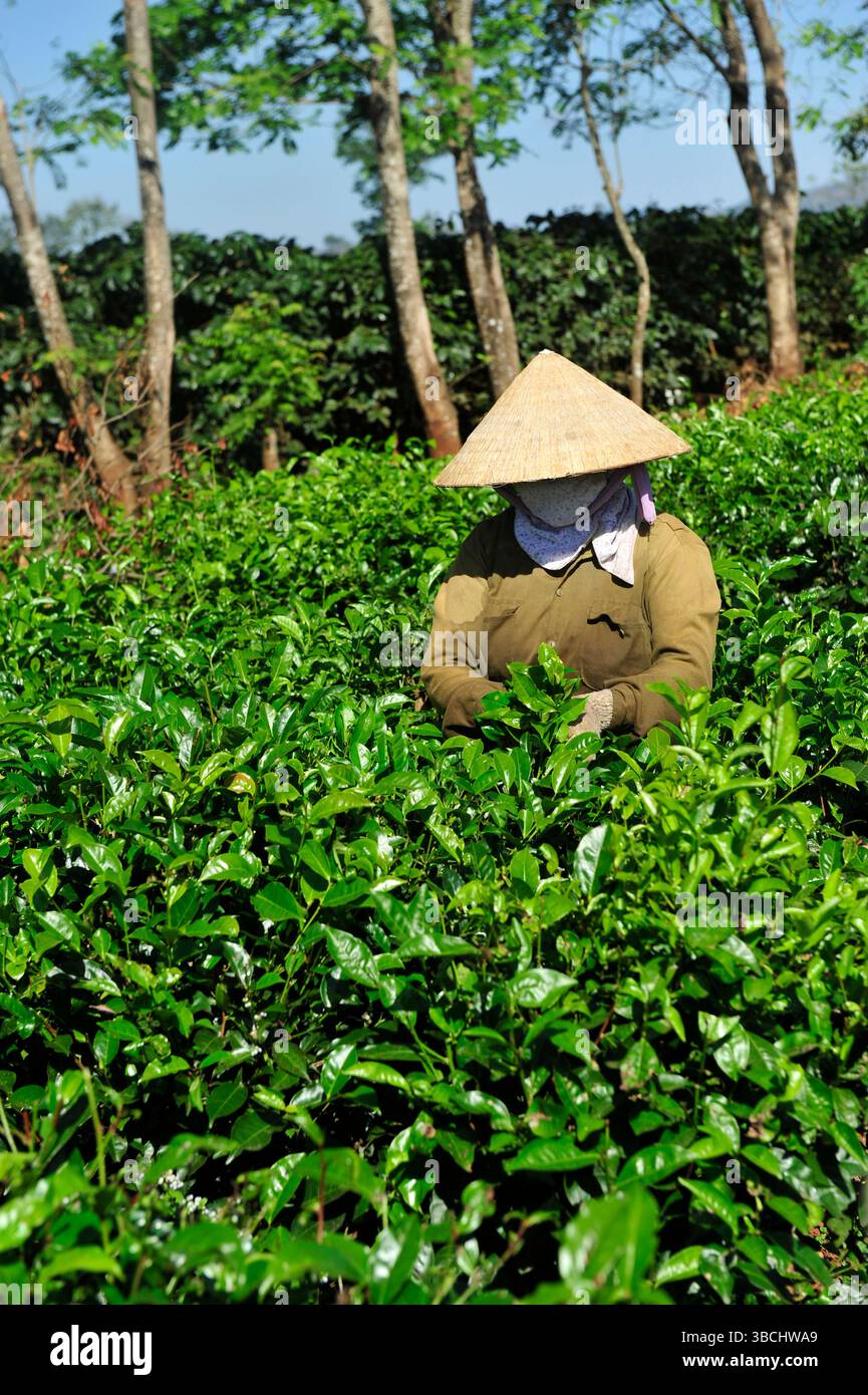 Asia,South East Asia,Vietnam,woman picking oolong tea in a tea ...