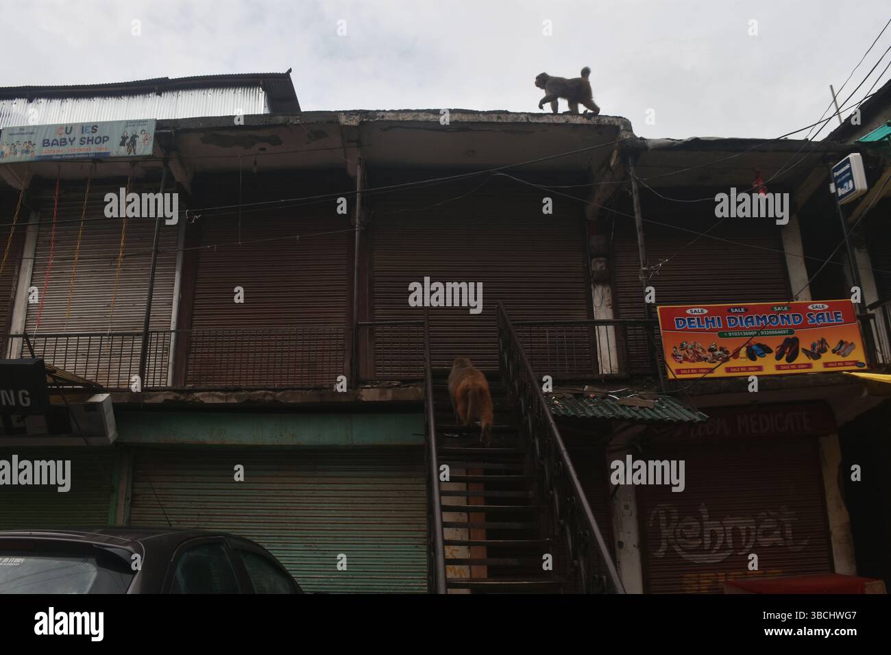 5/8/2025 Monkeys are seen across the deserted town of Uri, following ...