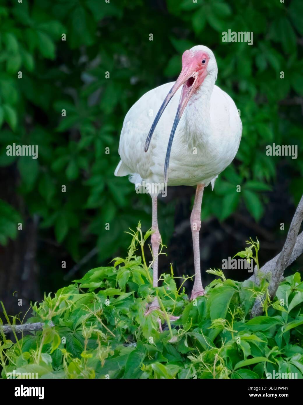 White Ibis, Eudocimus albus, Ocean City rookery, New Jersey Stock Photo ...
