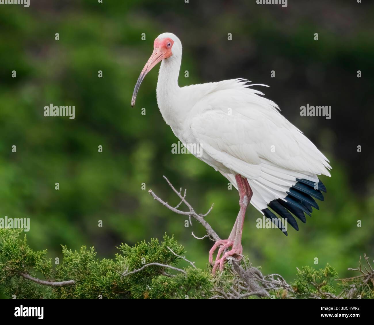 White Ibis, Eudocimus albus, Ocean City rookery, New Jersey Stock Photo ...