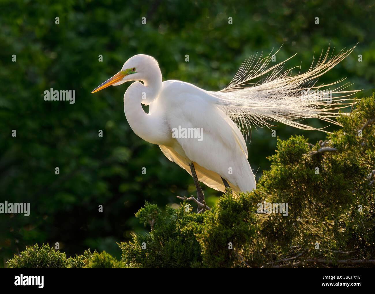 Great Egret, (Ardea alba), also known as the common egret, large egret ...