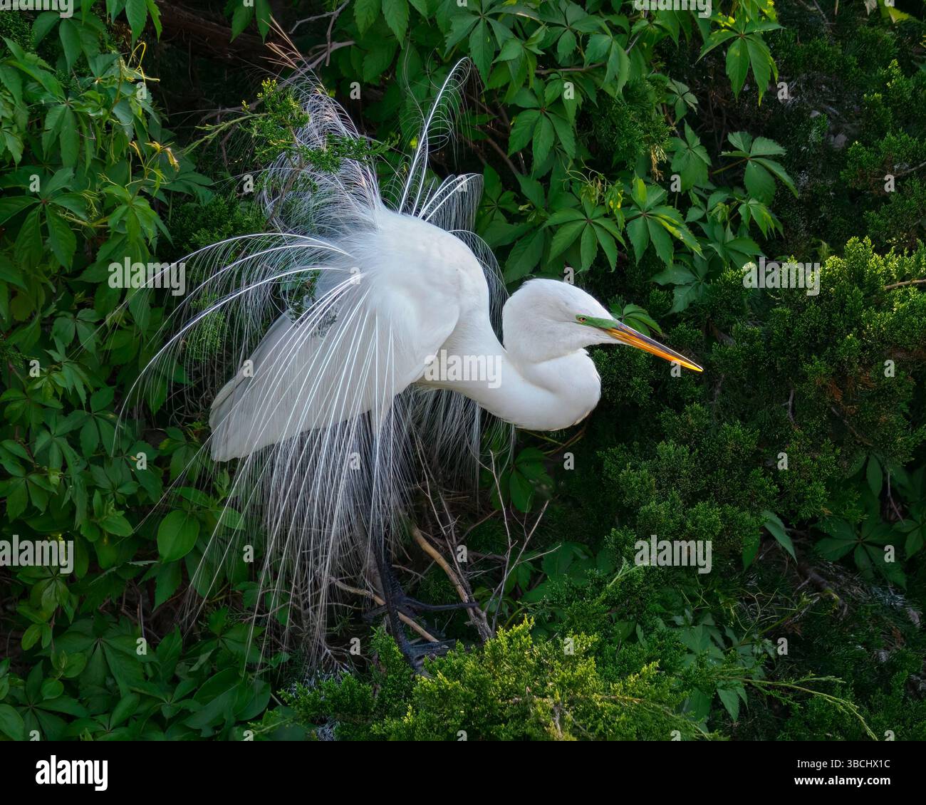 Great Egret, (Ardea alba), also known as the common egret, large egret ...