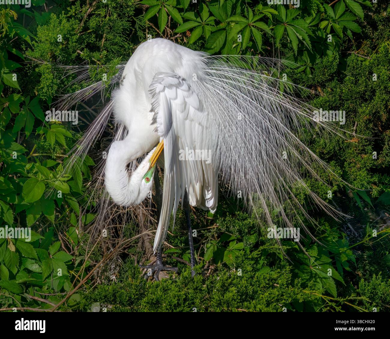 Great Egret, (Ardea alba), also known as the common egret, large egret ...