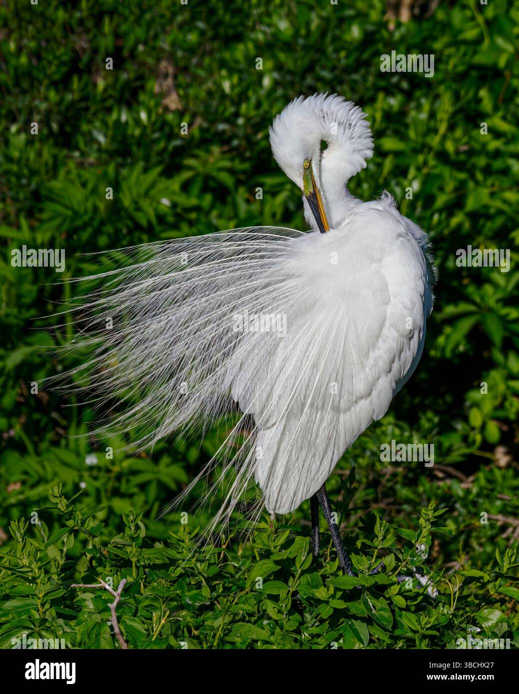Great Egret, (Ardea alba), also known as the common egret, large egret ...