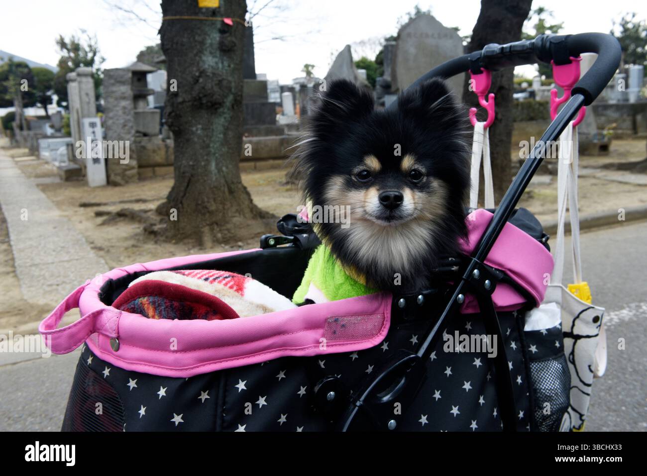 Poodle in a dog stroller,Yanaka,Ueno,Tokyo,Japan,Asia Stock Photo - Alamy