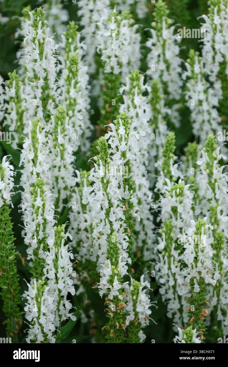 Salvia × sylvestris Schneehugel, wood sage Schneehugel, spires of white ...
