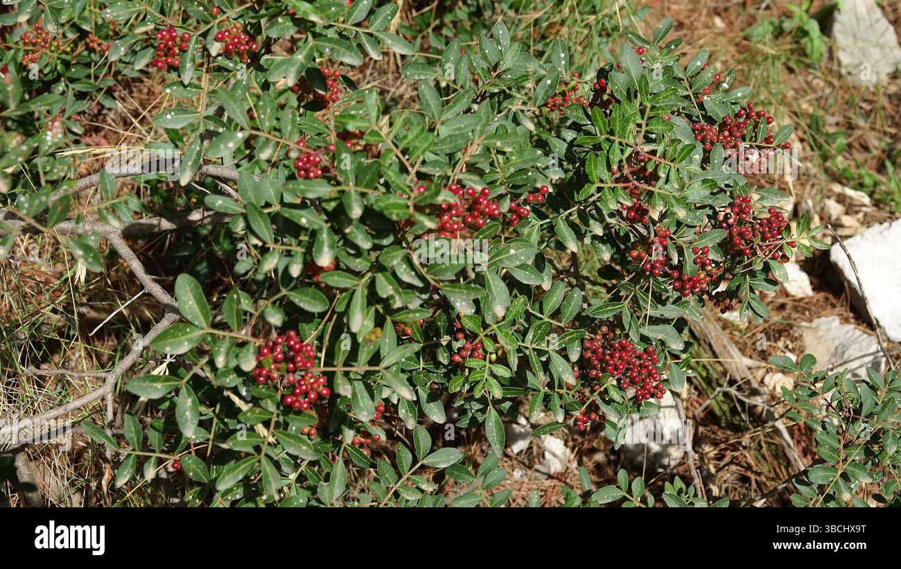 Fruits of the mastic tree in Provence Stock Photo - Alamy