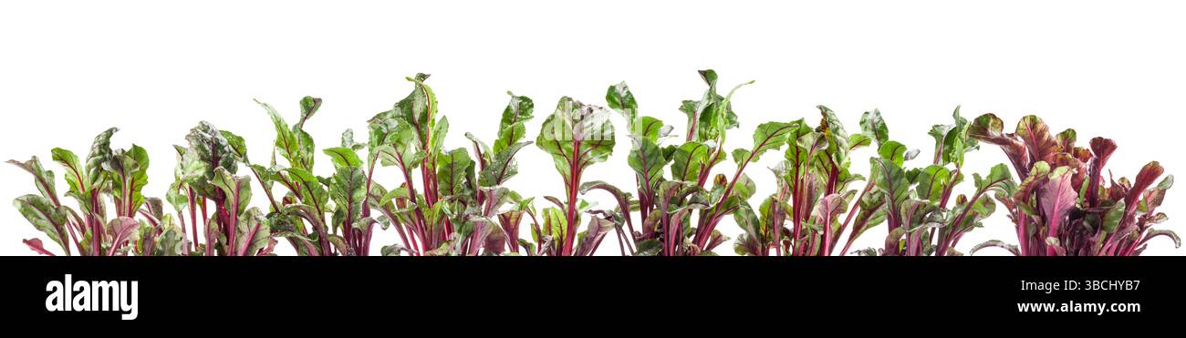 Beet microgreens young nutritious hi-res stock photography and images ...