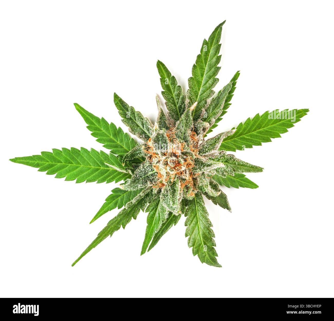 Macro marijuana flower orange Cut Out Stock Images & Pictures - Alamy